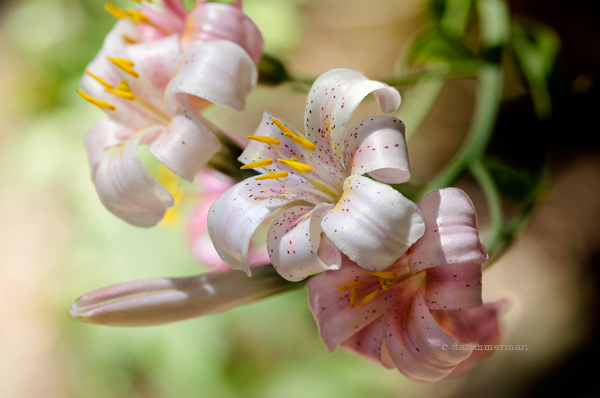 Solstice Wildflowers, Doug Zimmerman, Wildflowers, Bell Springs ...