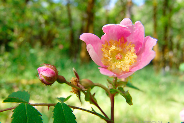 "Late Spring Wildflower photographs in the oak woodland and open ...