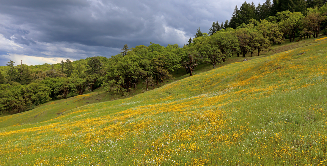 "Wildflower photographs in the oak woodland and open grassland, by Doug ...